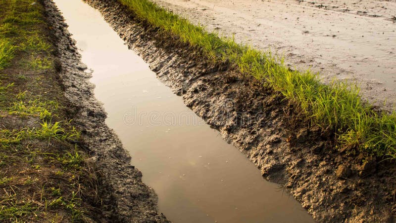 The Watercourse of Rice Field Stock Photo - Image of plot, paddy: 61674150