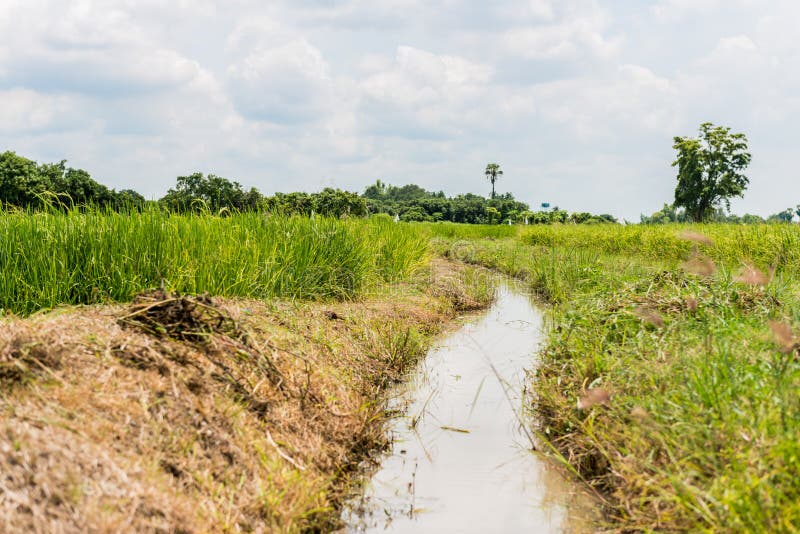 Watercourse in rice field stock image. Image of white - 33381647