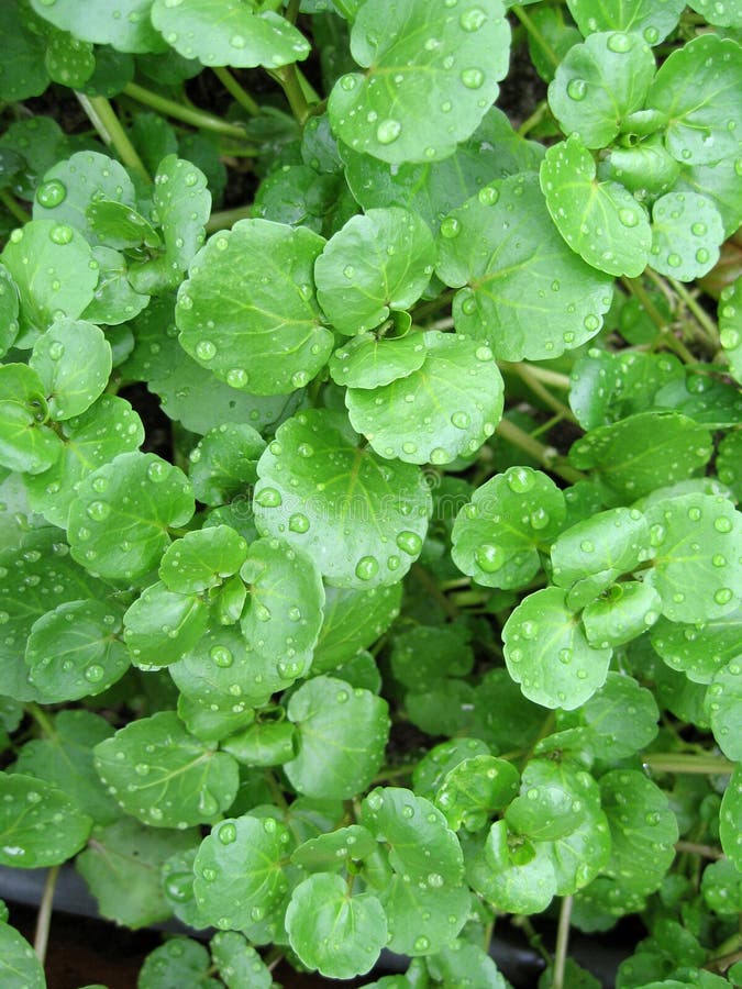 Watercress stock photo. Image of agriculture, health, grow - 1116430