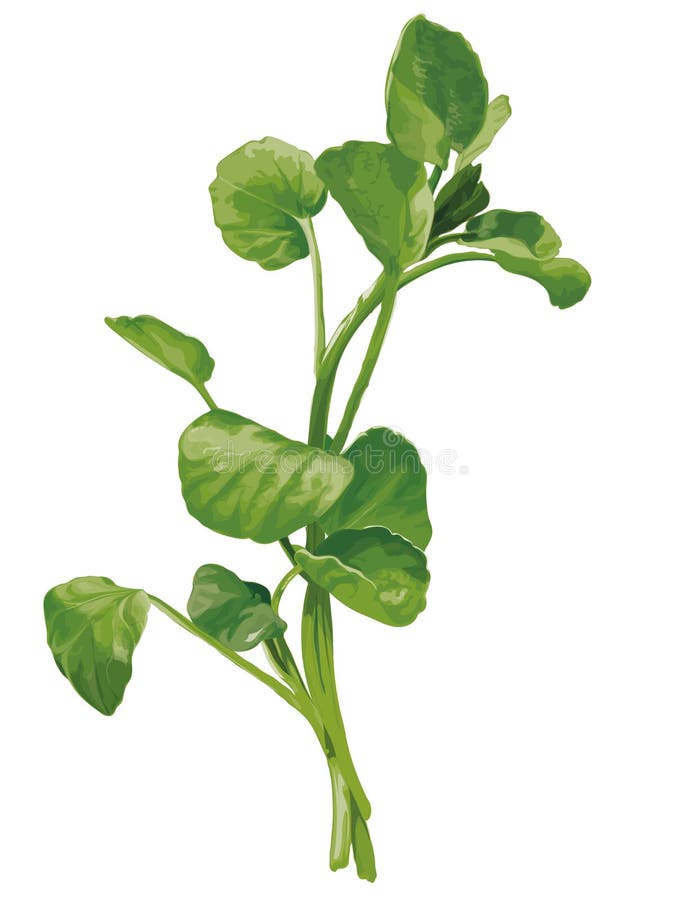 Fresh Watercress Illustrated on a White Background Stock Vector ...