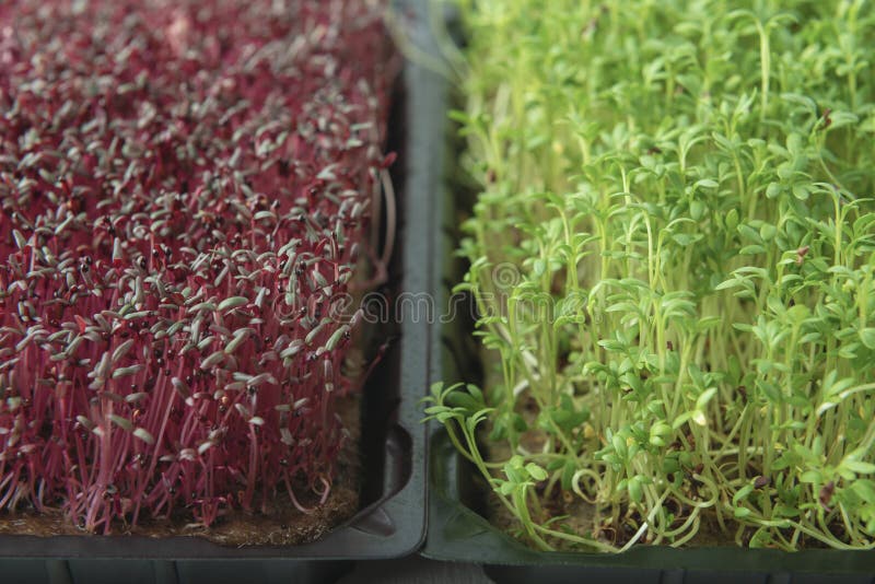 Watercress and Amaranth Microgreens in Growing Boxes Stock Photo ...