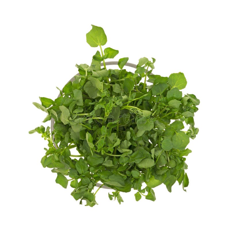 Watercress bunch stock photo. Image of container, glass - 23513954