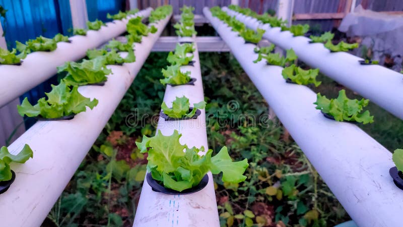 Watercress that is Cultivated by Hydroponic Naming Stock Image - Image ...