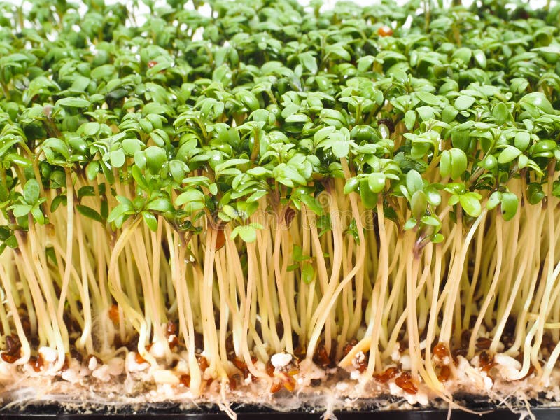 Watercress at Extreme Closeup Stock Image - Image of horticulture ...
