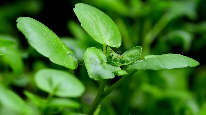 Watercress, Fresh Eatable Herb and Medicinal Plant in Spring Stock ...
