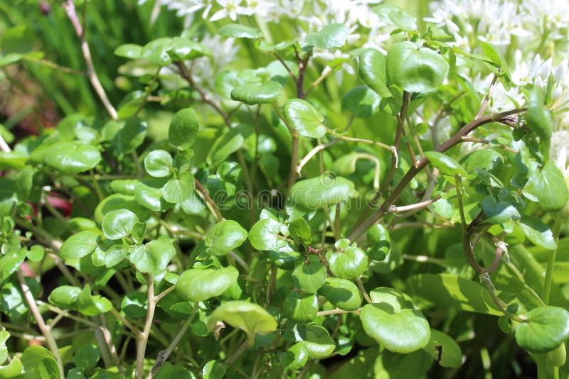 Watercress in the Herb Garden Stock Photo - Image of nature, nasturtium ...