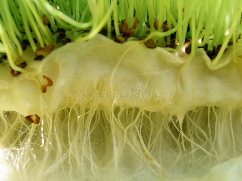 Watercress - roots stock photo. Image of leaf, crop, hydroponically - 94922