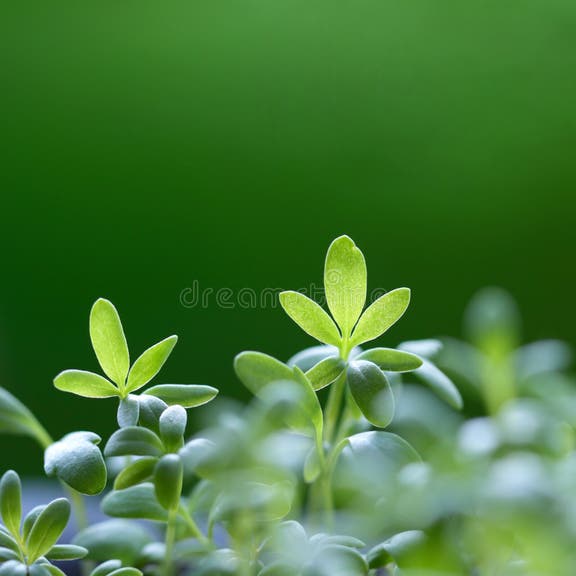 Watercress salad stock photo. Image of green, healthy - 24005412