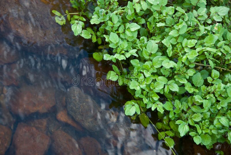 Watercress stream stock photo. Image of healthy, natural - 14103084