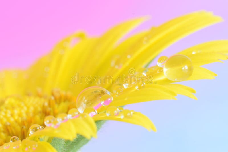 Yellow Flower Daisy with Water Drop on Petal Stock Image - Image of ...