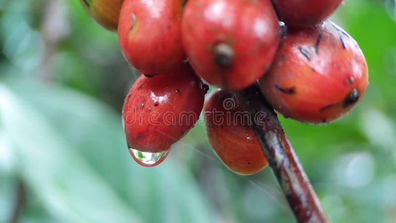 Waterdrop at the Bottom of the Fruit of the Coffee Tree Stock Photo ...