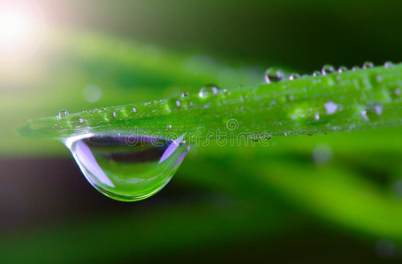 Leaf with a water drop stock photo. Image of beautiful - 2269840