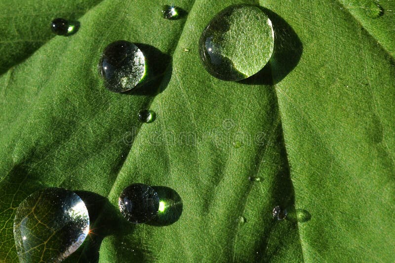 Waterdrop on a leaf stock photo. Image of morning, green - 19431954