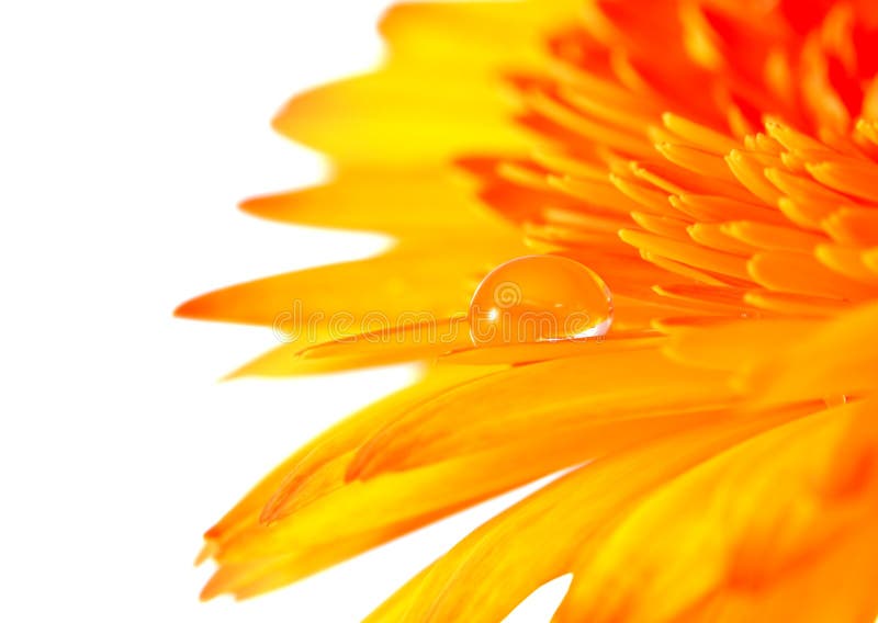 Waterdrop on a leaf stock image. Image of isolated, congratulation ...