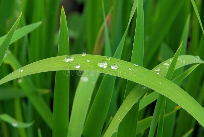Waterdrop on leaf stock photo. Image of drop, iris, natural - 49227992