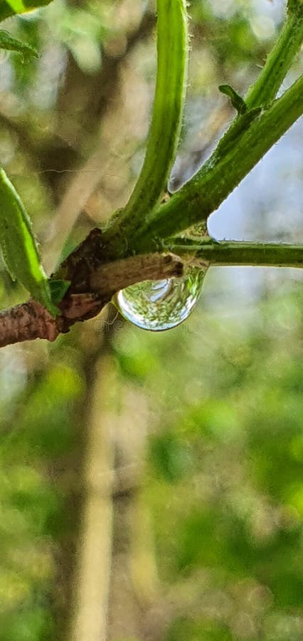 Waterdrop on a tree stock photo. Image of branch, invertebrate - 219857458