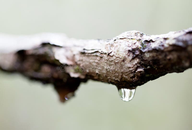 Waterdrop on a tree stock photo. Image of focus, rainy - 160010500
