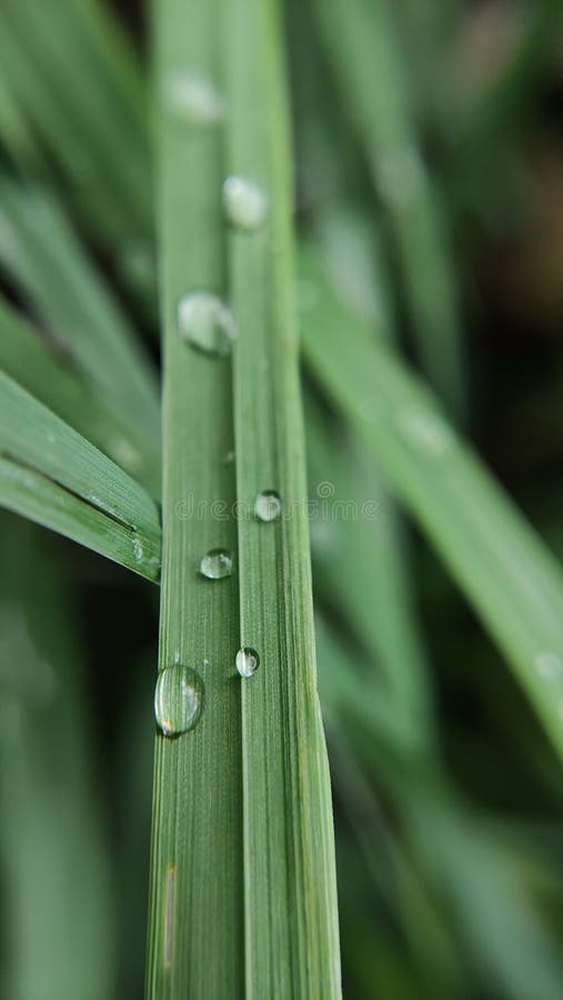 Grasspattern Stock Photos - Free & Royalty-Free Stock Photos from ...