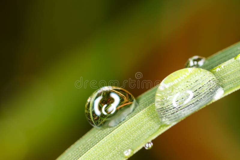 Waterdrops on Grass stock image. Image of plant, nature - 43429049