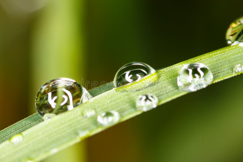 Waterdrops on Grass stock photo. Image of rain, spring - 43429264