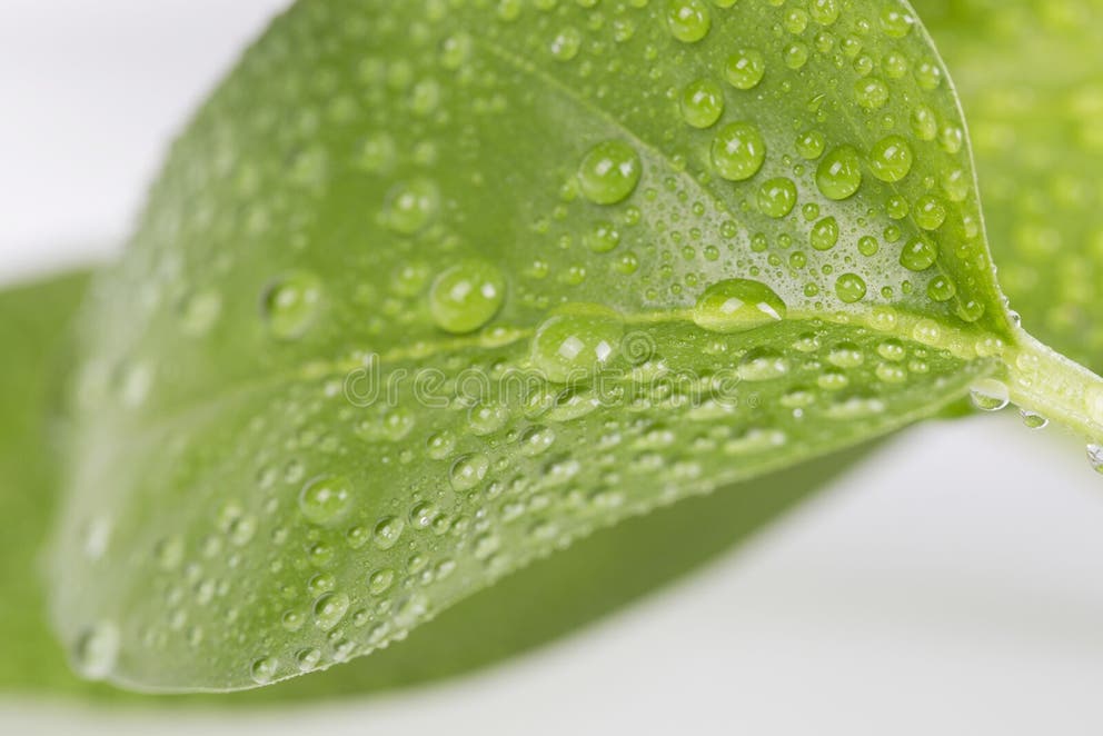 Waterdrops stock image. Image of freshness, healthy, life - 80878635