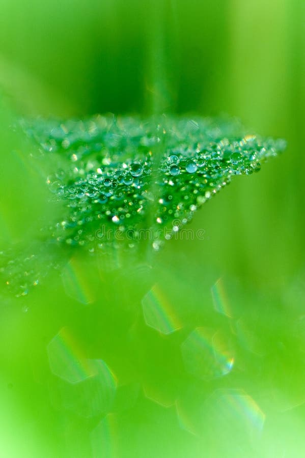 Waterdrops on leaf stock photo. Image of green, summer - 15324504