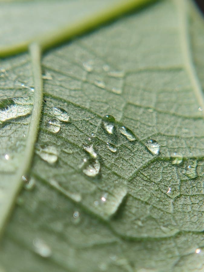 Waterdrops on a Leaf Closeup Picture Macro Photography Stock Photo ...