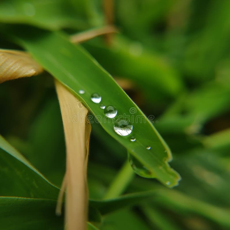 Waterdrops on the Leave of a Green Grass Stock Image - Image of plant ...