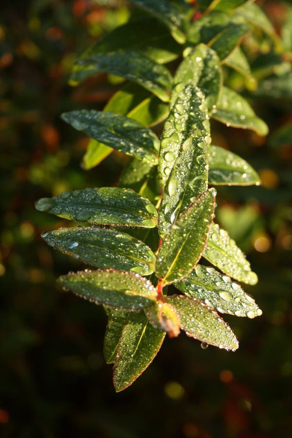 Water drops on leaves stock image. Image of beauty, hypericum - 171201691