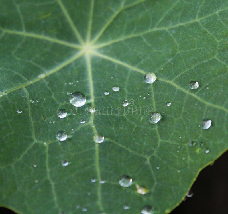 Waterdrops on leaves stock image. Image of rain, waterdrops - 117133327