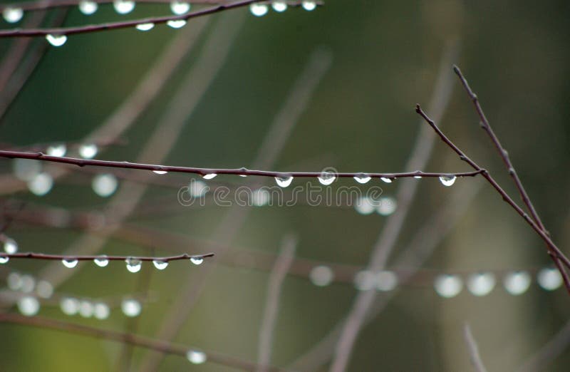 Eco Nature Background with Grass, Sun and Waterdrops Stock Image ...