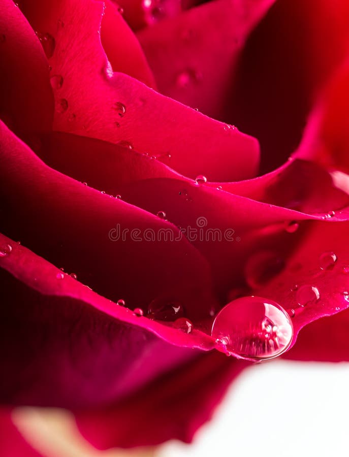 Waterdrops on a Red Rose stock image. Image of rain - 174124547