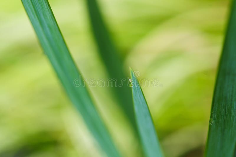The reed leaf stock image. Image of closeup, fresh, leaf - 132978761