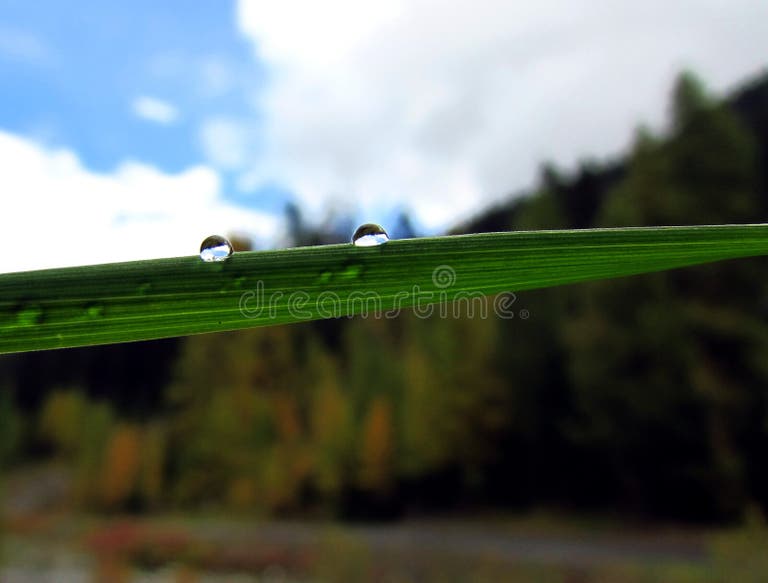 Waterdrops stock photo. Image of leaf, waterdrops, trees - 45261478