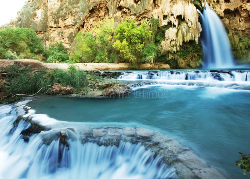 Dew Drops with Butterfly and Ladybug Stock Photo - Image of daisy ...