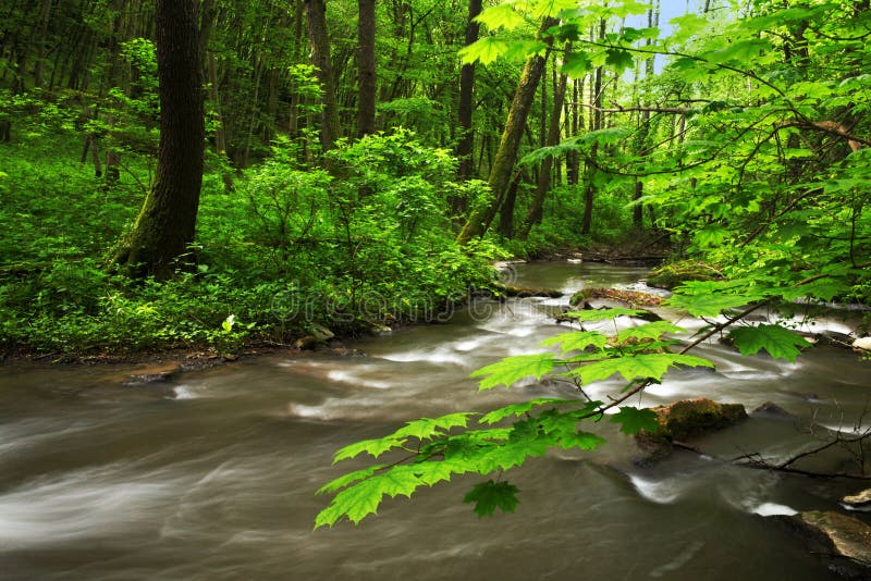 River in spring forest stock image. Image of outdoor, waterfall - 5267729