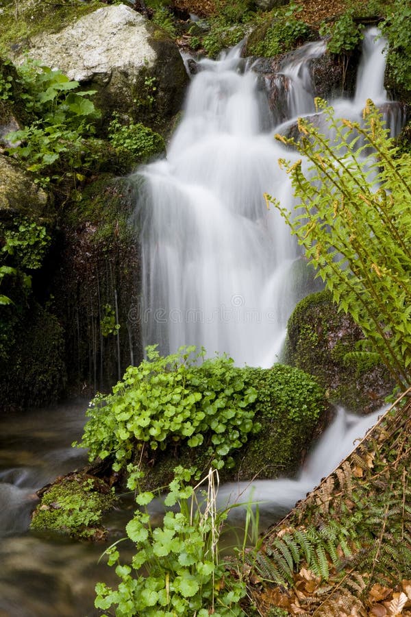 Waterfall stock photo. Image of lake, garden, botanical - 5715912