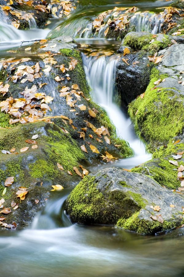 Vibrant Leaves Floating On Water Stock Photo - Image of golden, earth ...