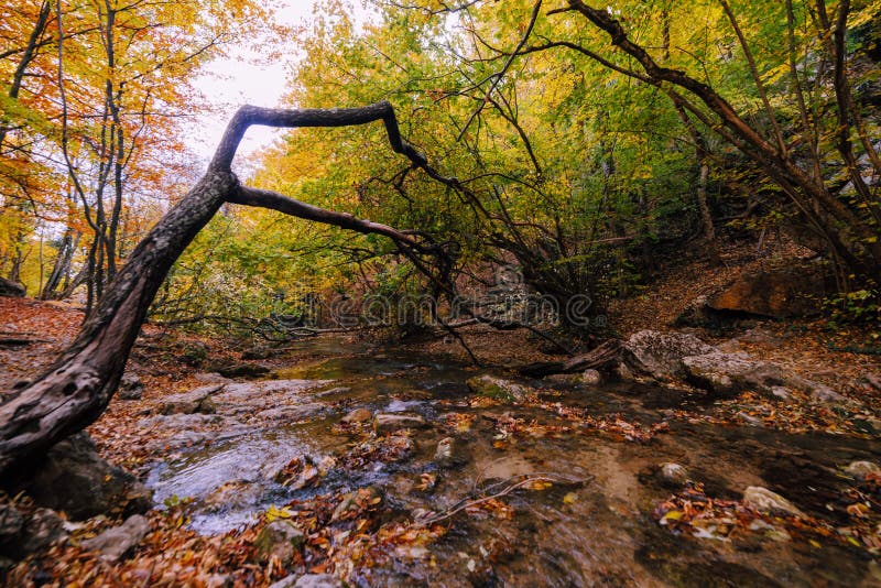 Waterfall in Autumn Golden Forest Stock Image - Image of forest ...