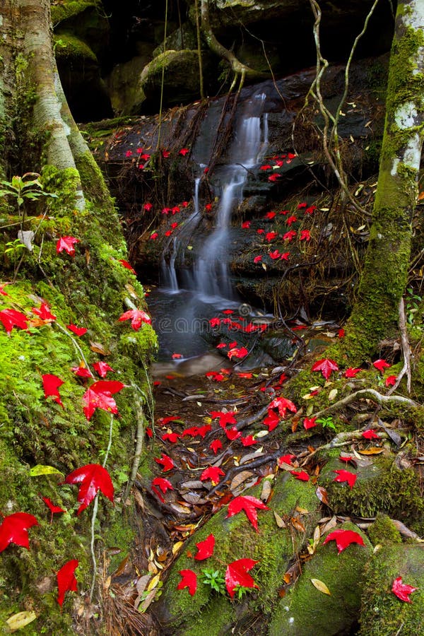 Waterfall Beautiful maple stock image. Image of vibrant - 17293991