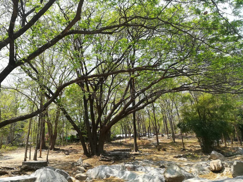 Waterfall and the Big Trees that Occur Naturally Beautiful.the Rocks ...