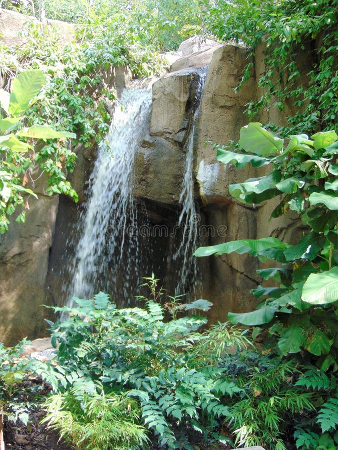 Waterfall in the Wild Jungle Stock Photo - Image of woodland, plant ...