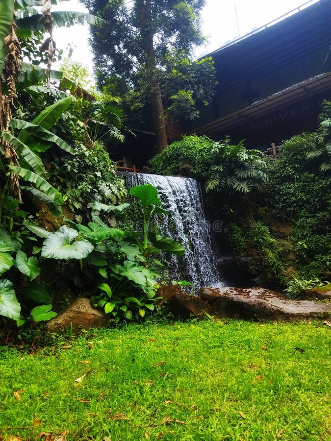 Waterfall on a Cliff among Beautiful Green Plants Stock Photo - Image ...