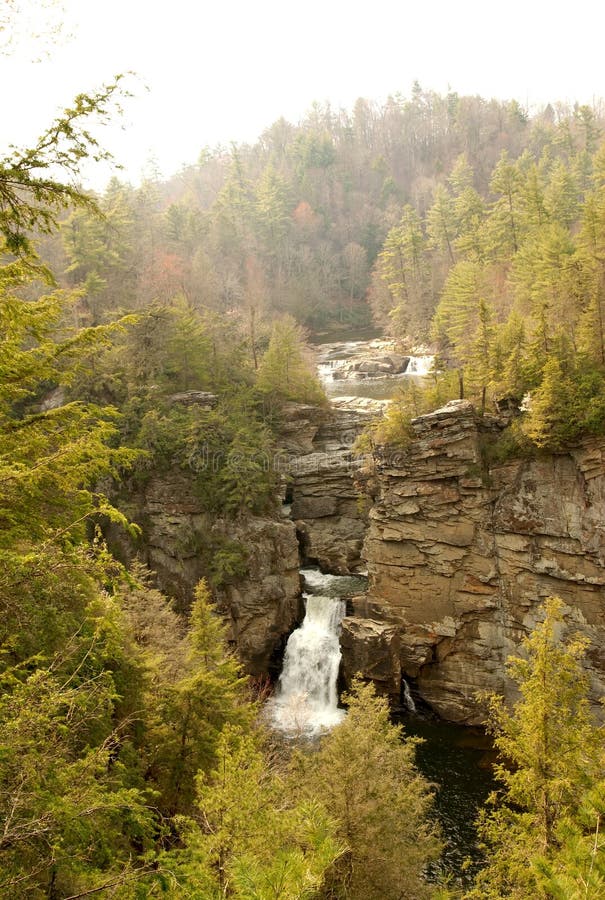 Mountain Side Forest Picture. Image: 99940224