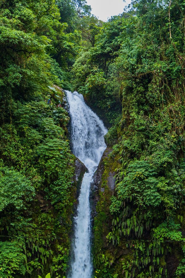 Waterfall in the Costa Rican Stock Photo - Image of plants, rock: 269135846