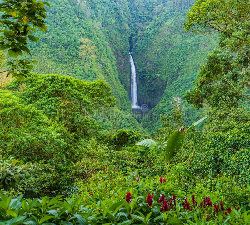 Waterfall in the Costa Rican Stock Photo - Image of water, scenic ...