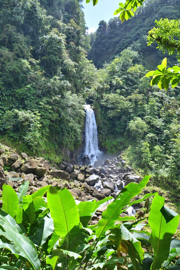Waterfall in Dominica stock photo. Image of island, ecosystem - 92183424