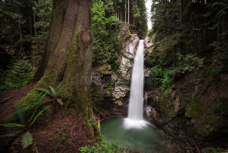 Waterfall in a Evergreen Forest with Ferns and a Tree in the Foreground ...