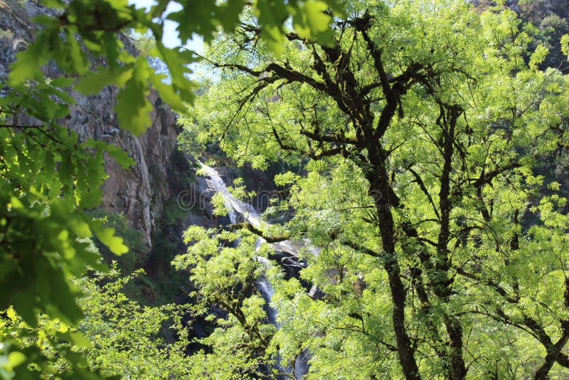 Waterfall Falling Behind the Trees. Waterfall Toxa, Galicia, Spain ...