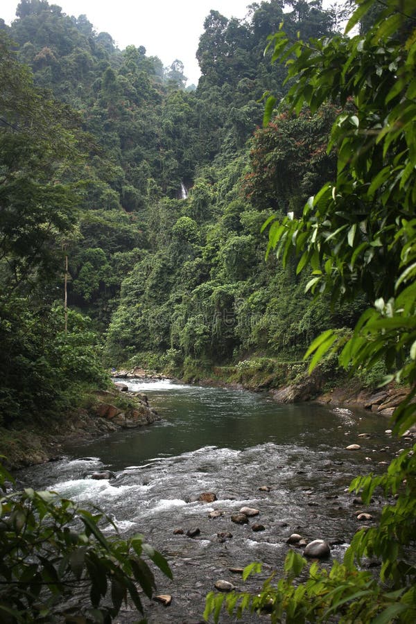The Waterfall is Far Away in the Tropical Jungle and the River is Close ...